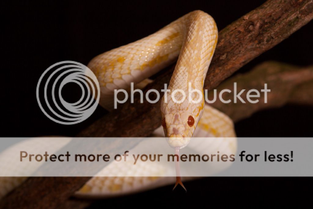 Spider Photos? - Project | Reptile Forums